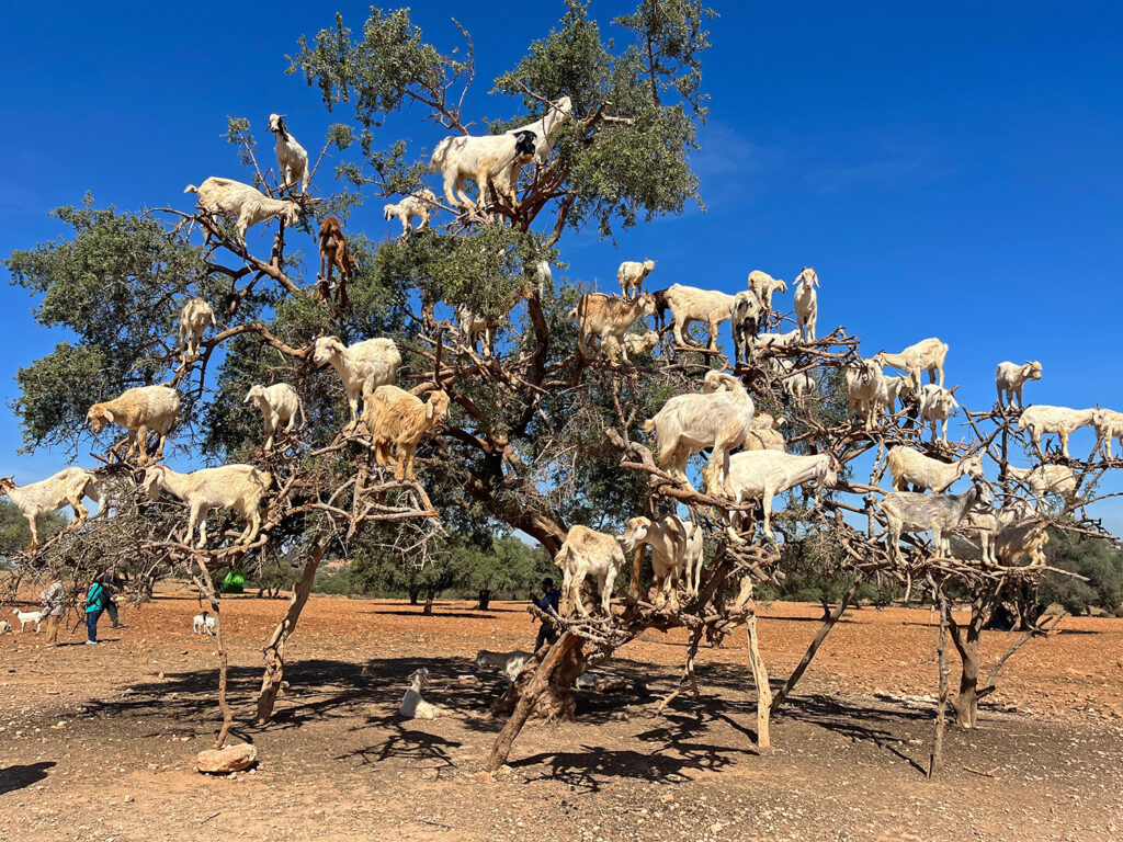 How Goats On a Tree got her name - It's a real thing! - Kentucky ...